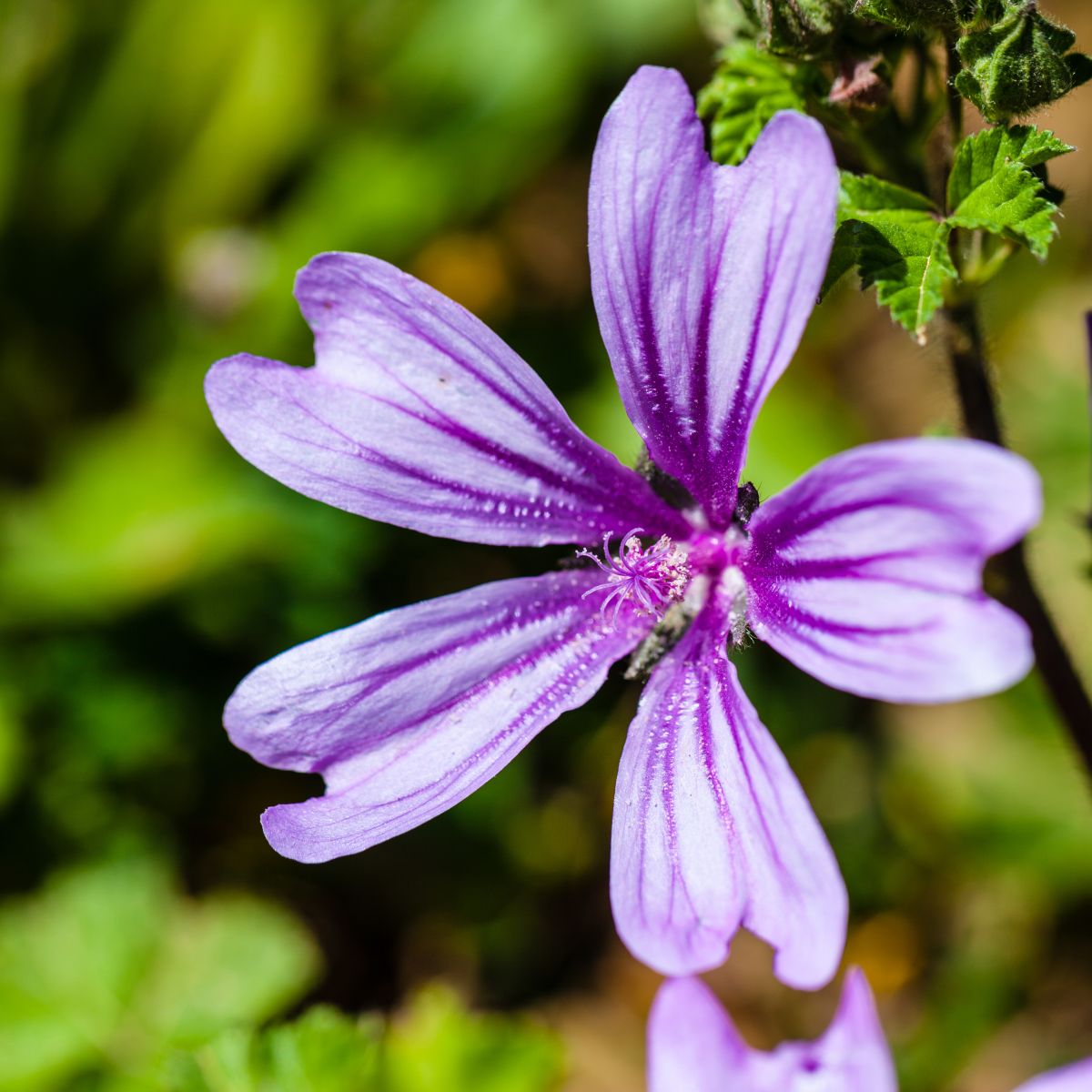 The Traditional Uses of Plants - Mabalingwe Nature Reserve