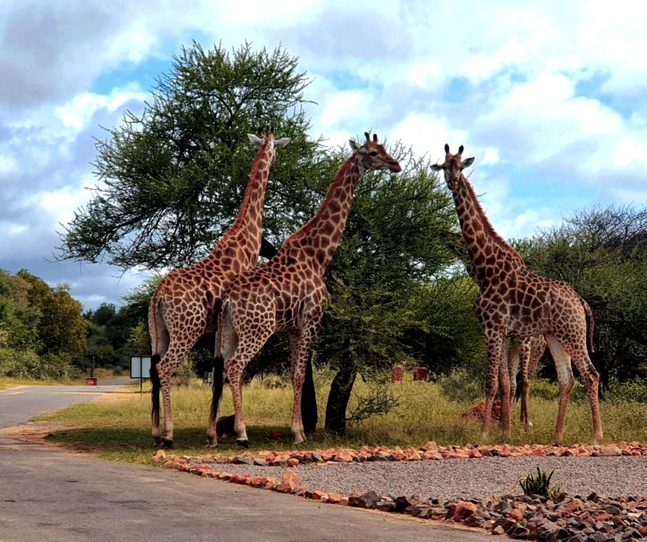 The Ultimate Wildlife Spotting Guide at Mabalingwe Nature Reserve ...